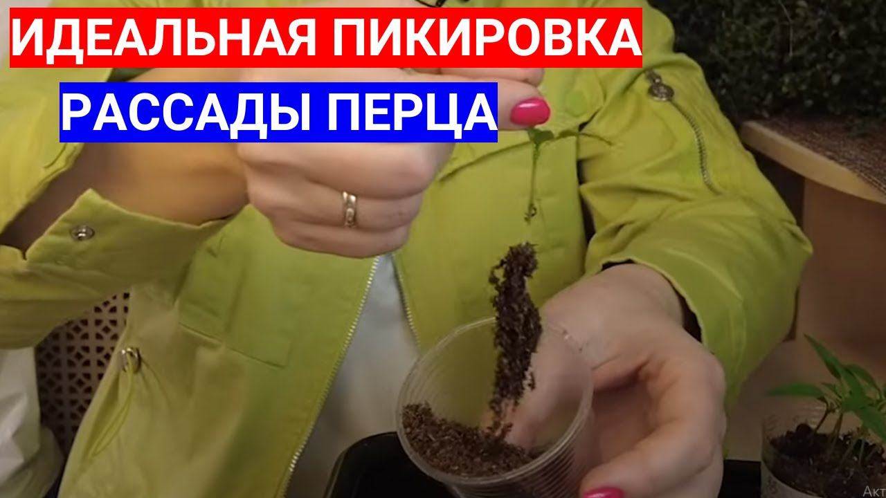 БЕРЕЖНАЯ ПИКИРОВКА ПЕРЦА  СПОСОБОМ на БОЧОК - КОРНИ МОЩНО ПОЙДУТ В РОСТ БЕЗ ТРАВМЫ