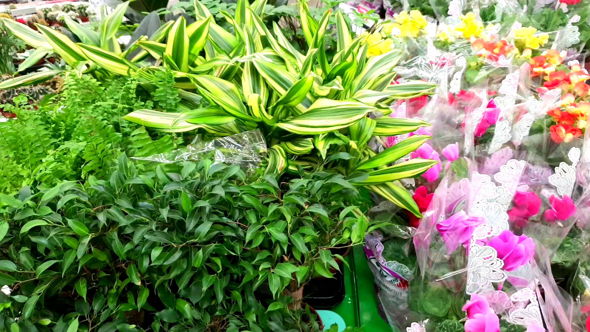 АШАН?Комнатные Цветочки⚘