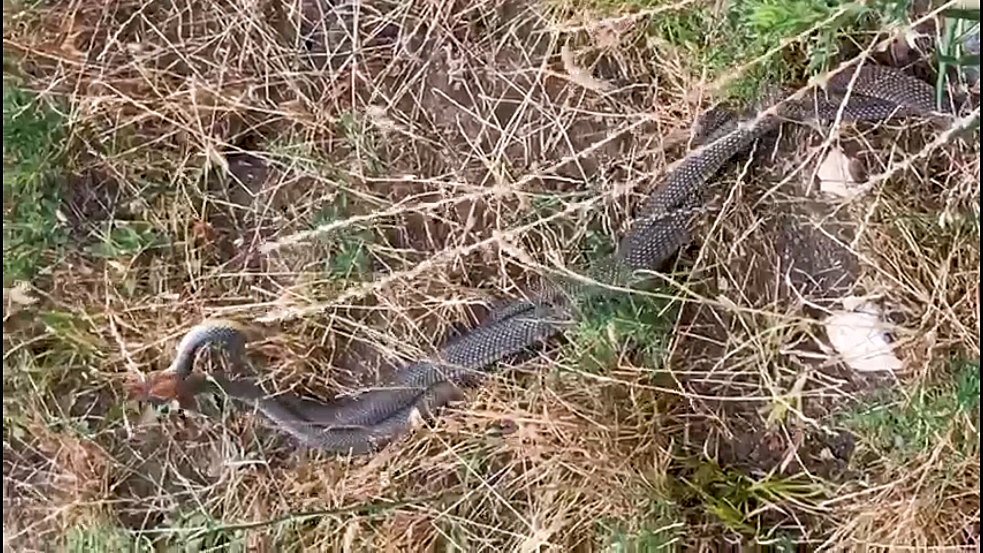 Брачный танец змеевидной ященирцы (желтопузик).mp4