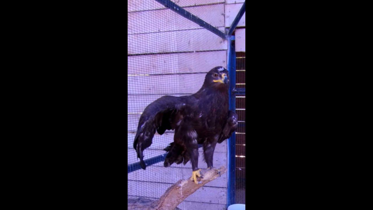 Степной орел