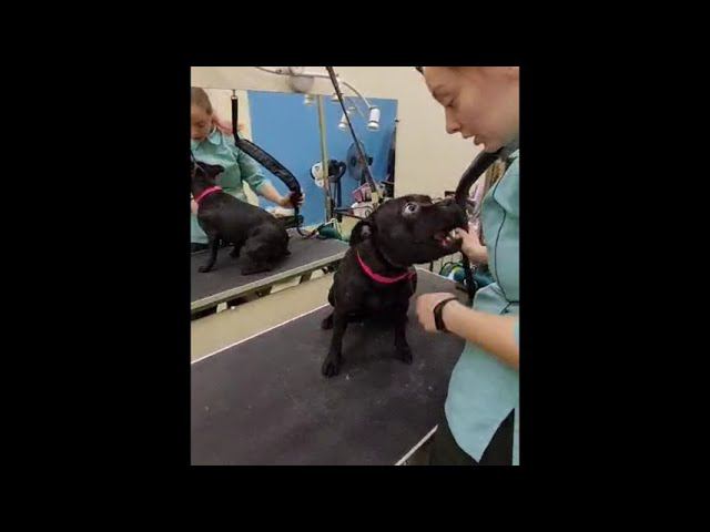 Staffy’s grooming!