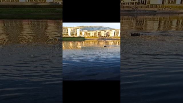 Парк на Крестовском острове , Диво остров