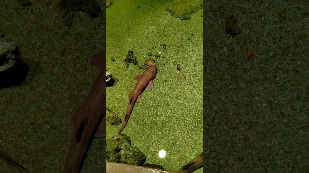 кошачьи акулы