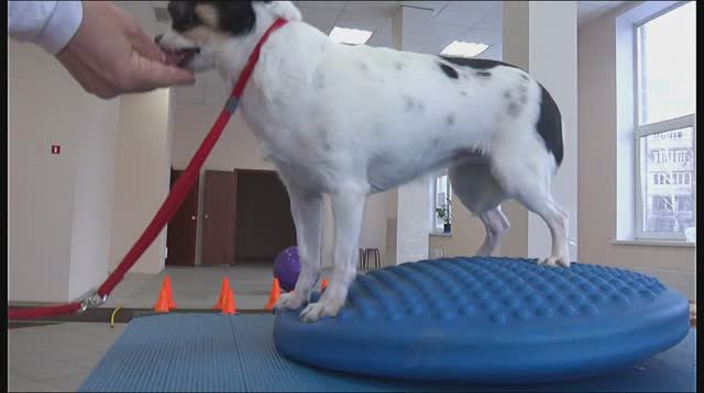 Дог-фитнес. Чихуахуа. Тольятти, зима 2016.