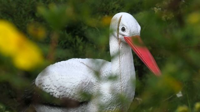 Аист на даче