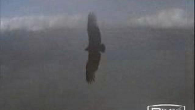 Never Ending Thermal