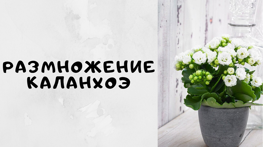 РАЗМНОЖЕНИЕ КАЛАНХОЭ. ЛИСТОМ. ЧЕРЕНКОМ