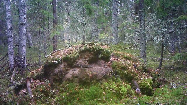 Обыкновенная белка_ФГБУ Нижне-Свирский заповедник