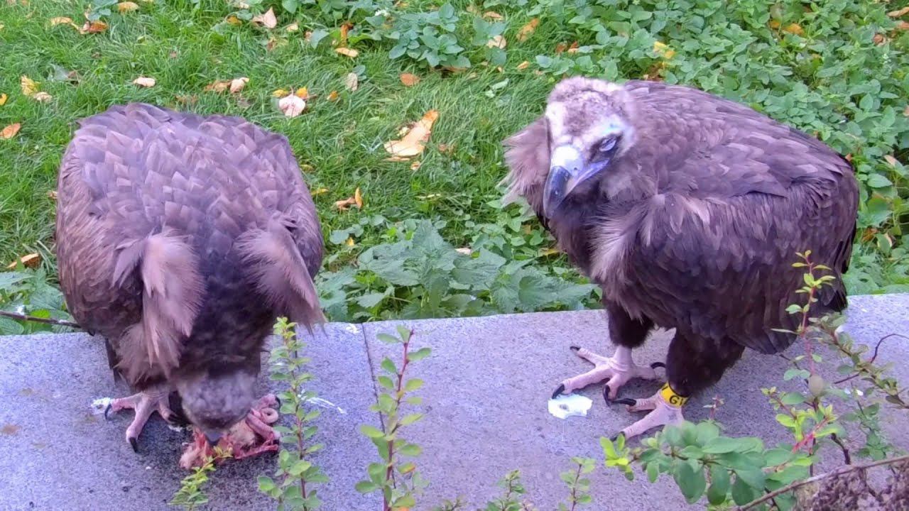 Черный гриф – самая большая птица России