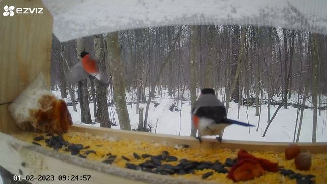 Красиво порхают