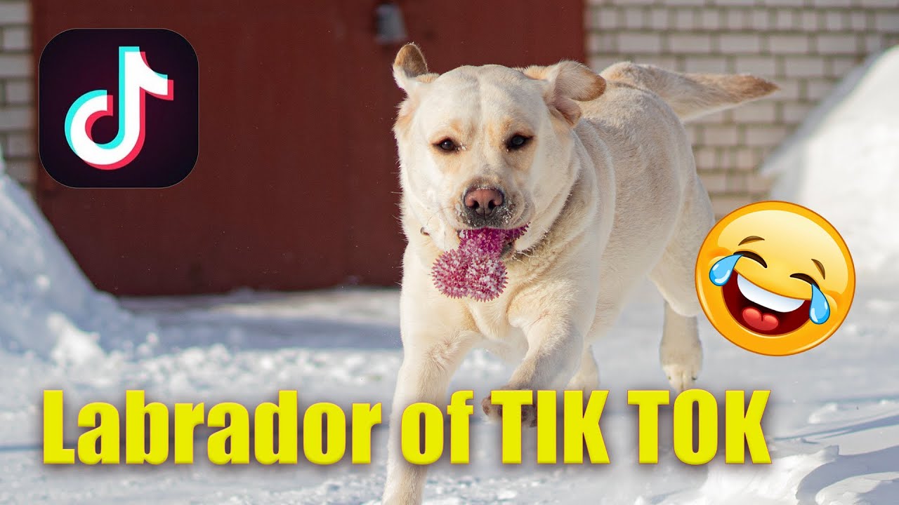 Лабрадор ТИКТОК лучшее