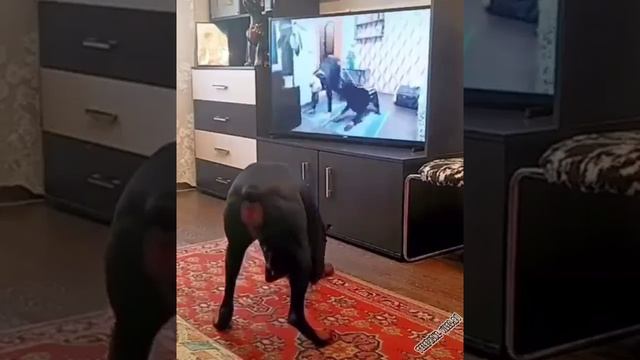 зарядка по утрам
