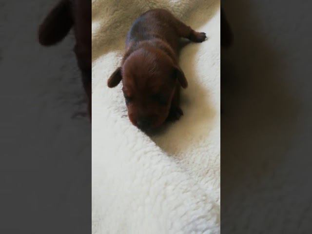 Щенки цвергпинчера. Крошка Енот в Зените Удачи, 1 неделя.