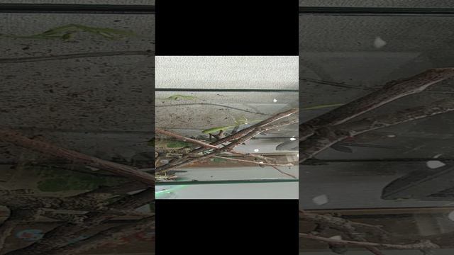 богомолы ничего не хотят жрать