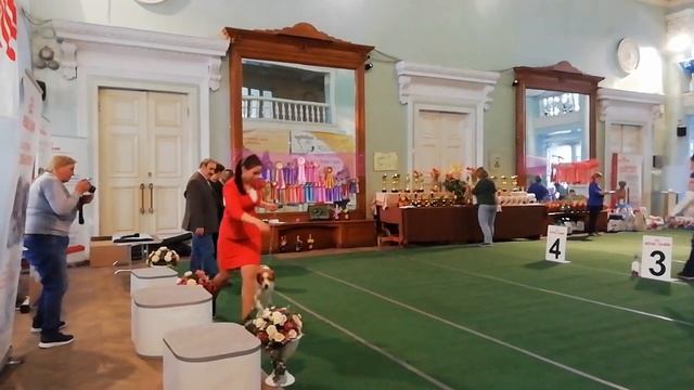 30-03-19 Наша первая выставка РКФ. "Весенний фестиваль 2019", г. Таганрог. Легавые, Эпаньол Бретон.