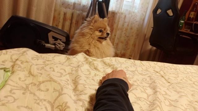 Не арабский, но скакун