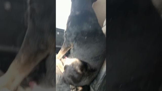 Когда шляпа дымится