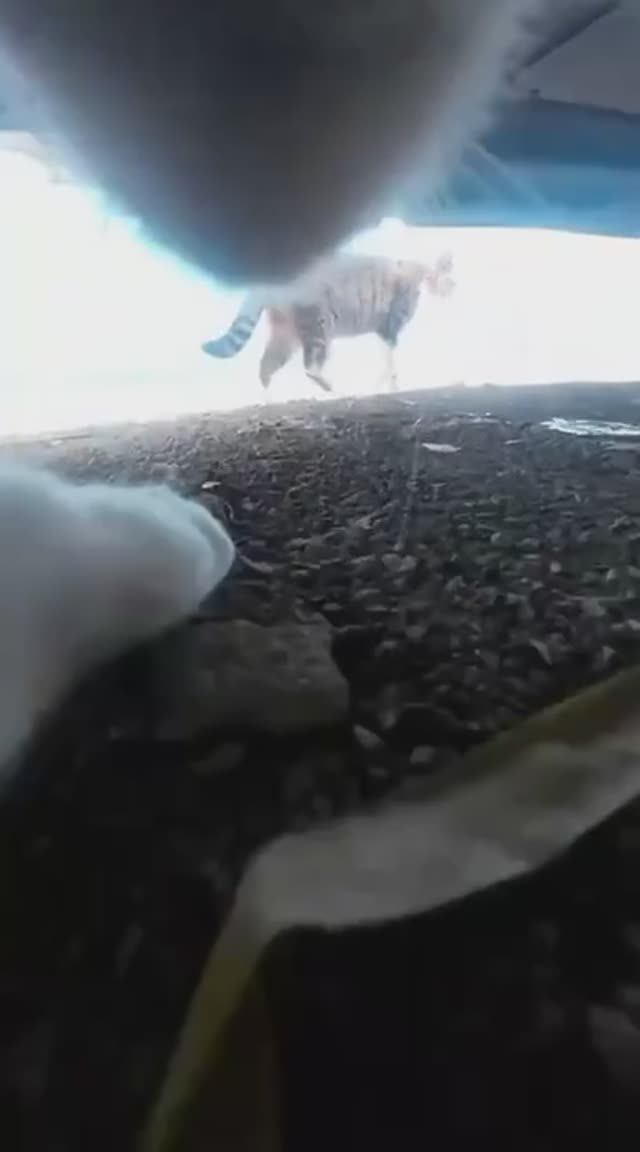 Кот Васька на охоте часть 1...