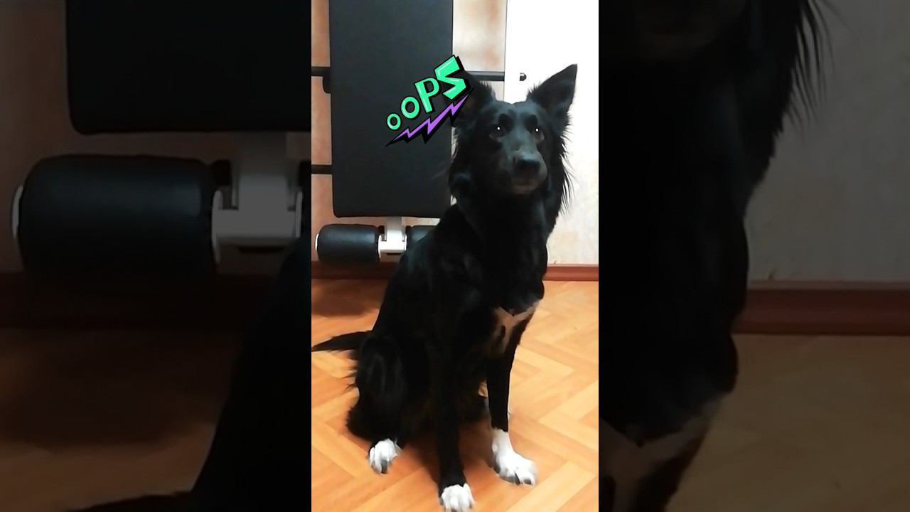 Собака Айка☺️ Упс🫢🤭
