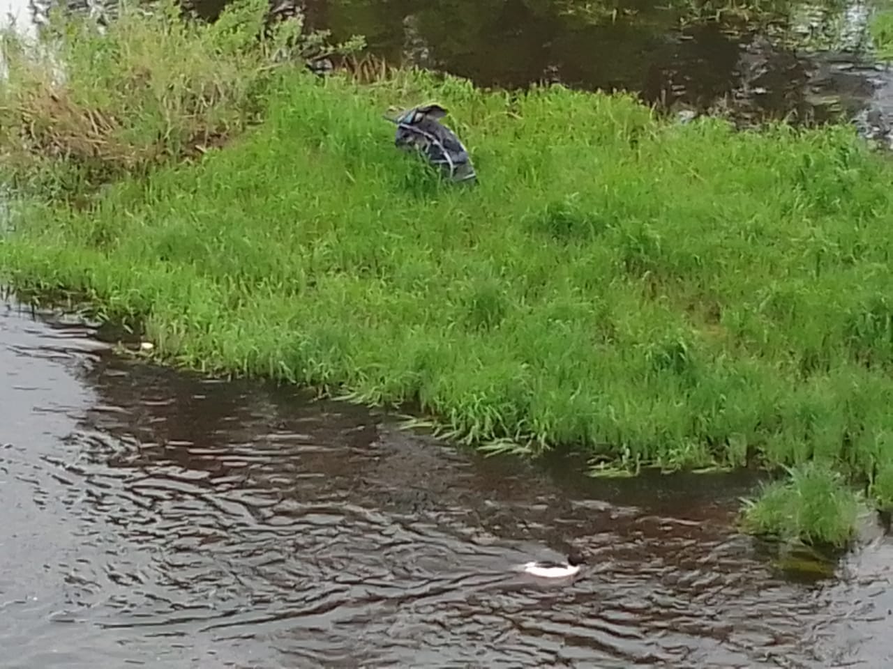 Селезень Большого Крохаля в брачном оперении