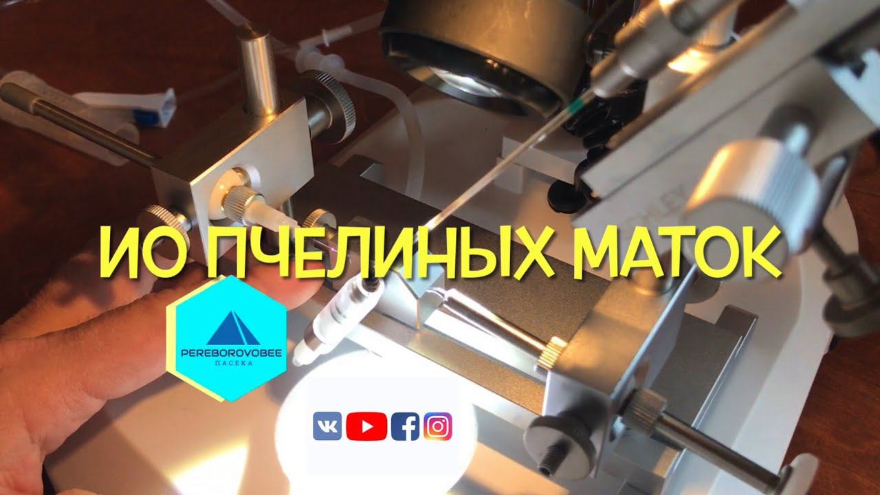 #Инструментальное осеменение пчелиных маток #pereborovobee #пчеловодство #матковод #пасека