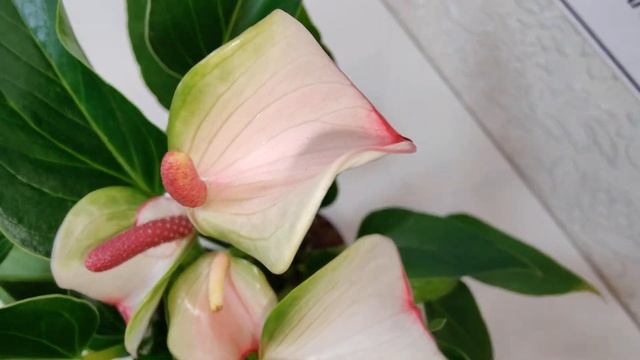 Цветы Вместе - Антуриум Карма Нанолипс (Хотлипс) Anthurium Karma Nano lips (Hotlips)  9 25