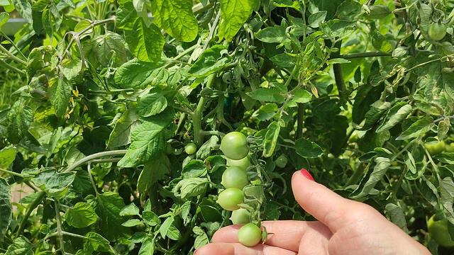 Сделайте это с томатами в июле, чтобы они быстрее покраснели