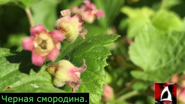 Дачные зарисовки 2021.
Ягоды часть 1.mp4