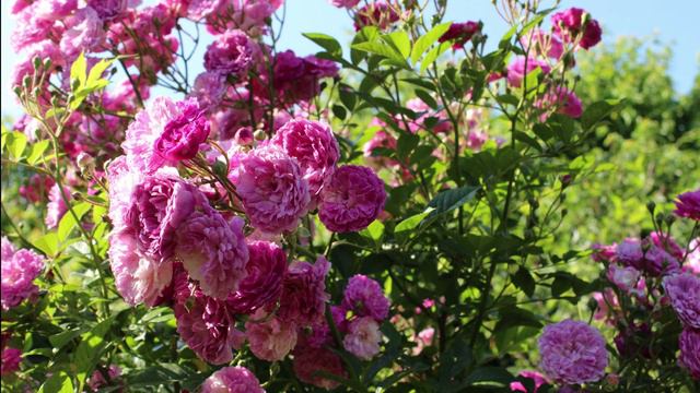Лавендер Лэсси - мускусная плетистая роза. Шикарная и забытая!
