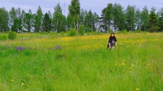 Китайская Хохлатая Собака. На лугу