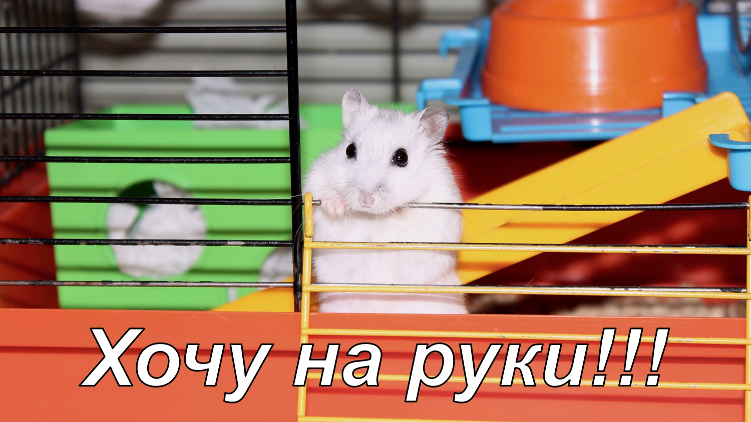 Хомячок требует взять его на руки.