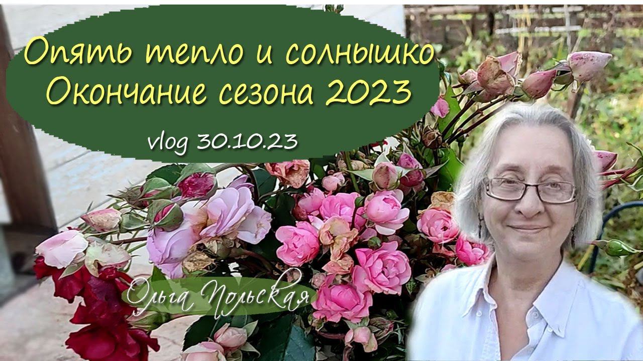 Опять тепло и солнышко,  готовлю розы к зиме | Vlog Дача как есть. Хроника 30.10.2023