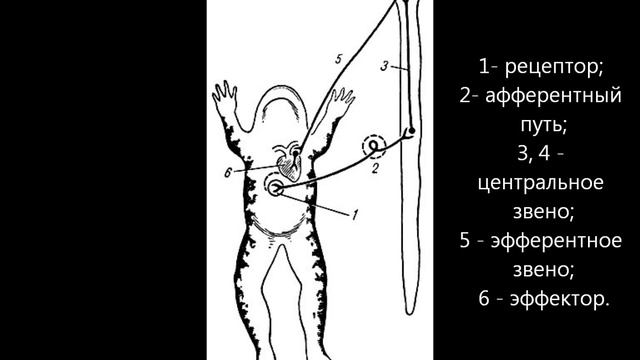 Гольца рефлекс (рефлекторная остановка сердца лягушки)