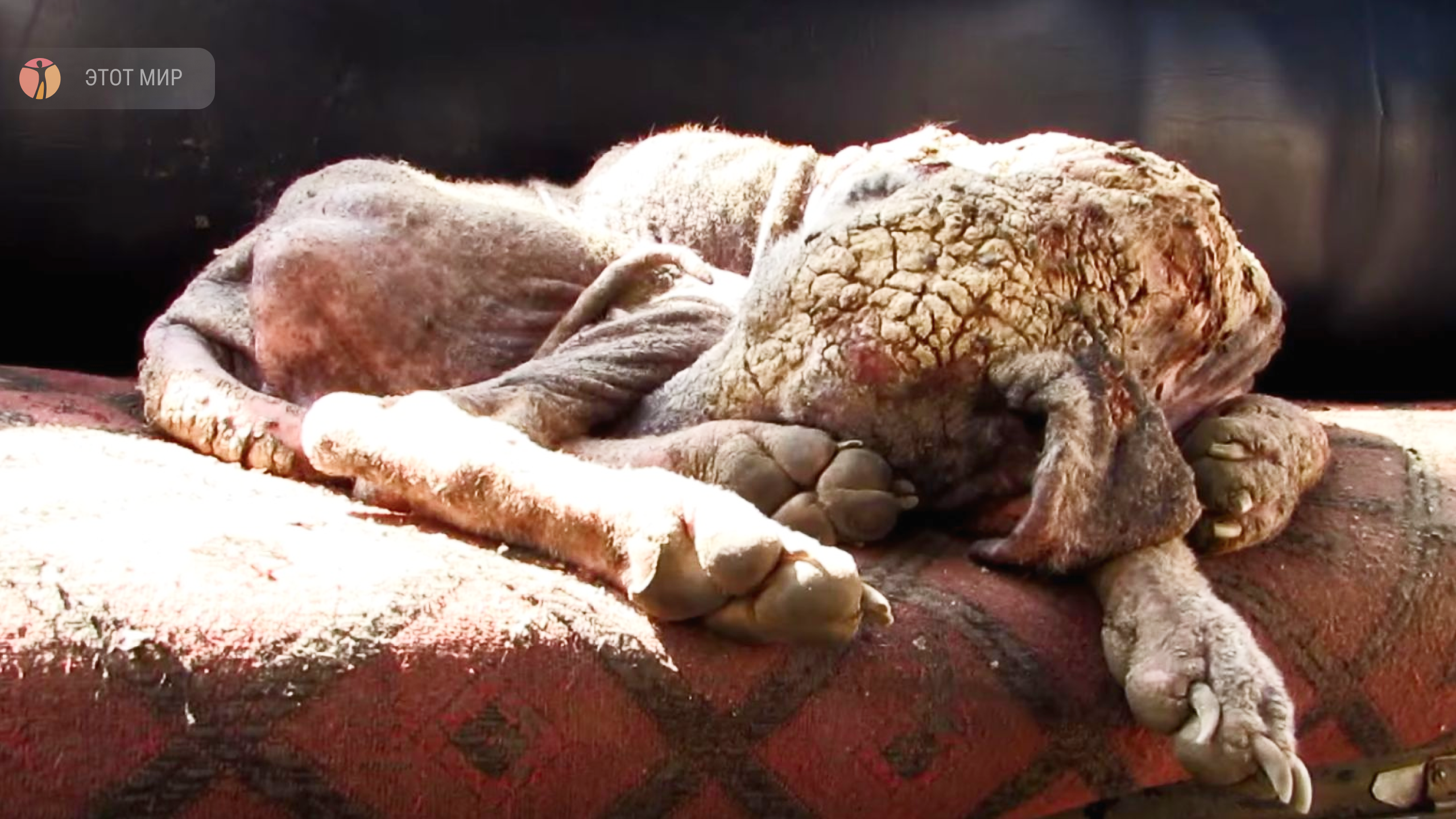 Бедняга сильно страдал и хотела умереть, кожа превратилась в "камень" // Сейчас ее не узнать