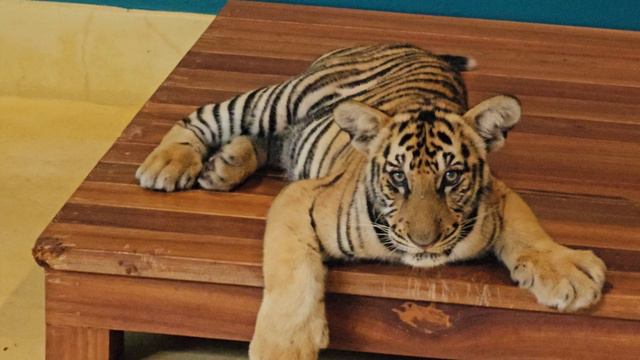 Тайланд 2024 часть четвертая ,Большой Будда,парк тигров, катание на слонах.