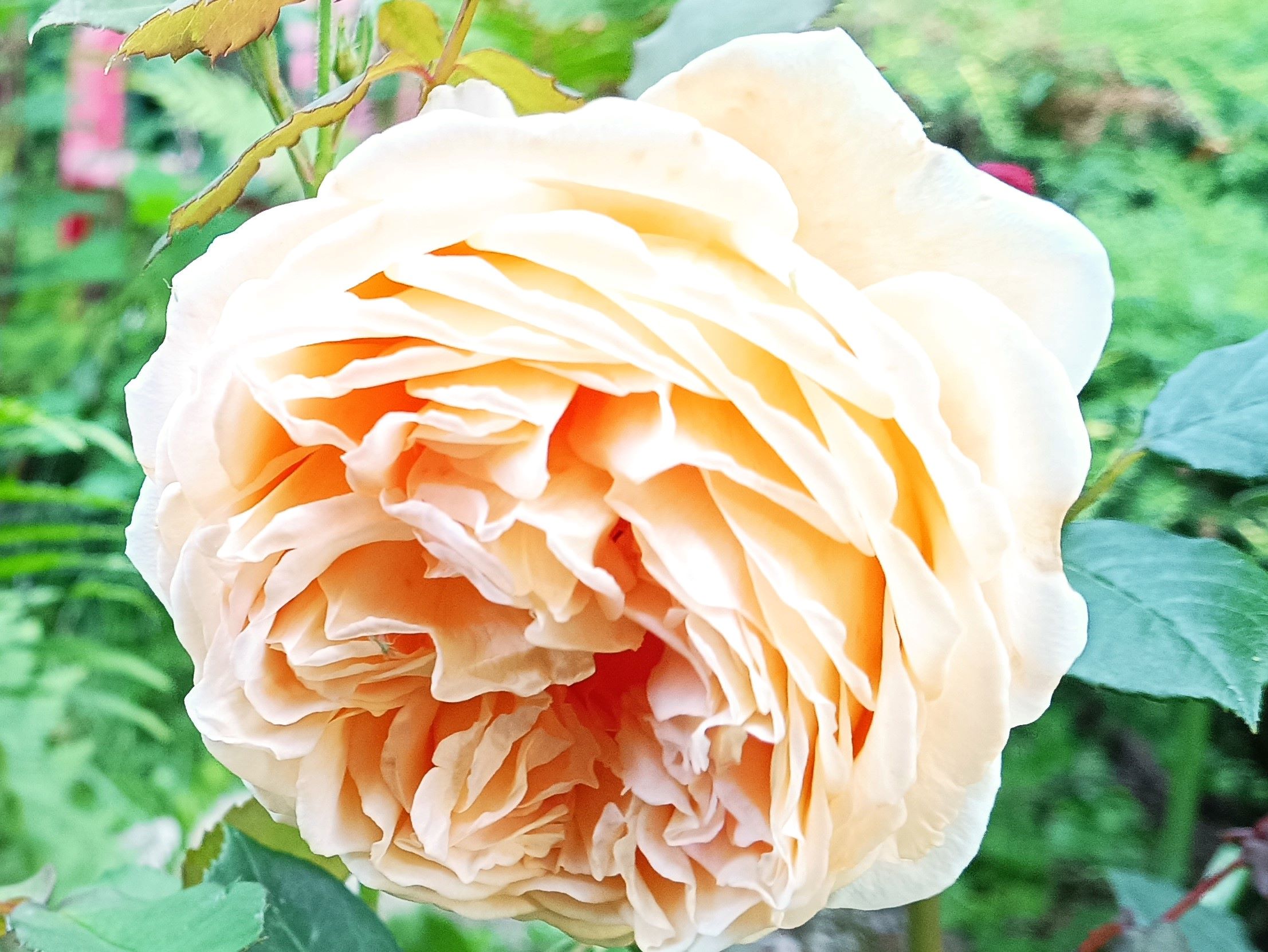 РОЗЫ-ПЕРВОГОДКИ ИЗ ПИТОМНИКА "РОЗЫ ВДОХНОВЕНИЯ"