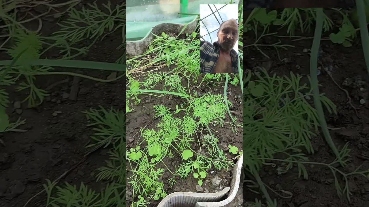 Борьба со слизнями...