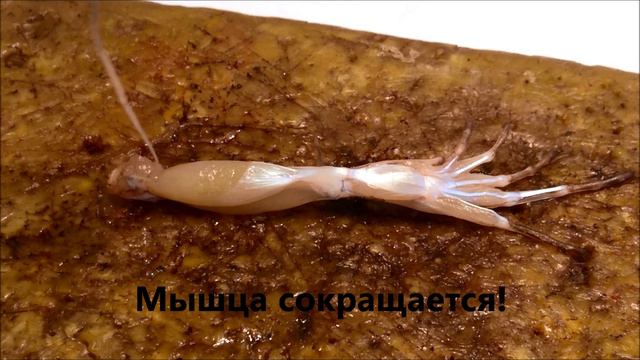 Мембранный потенциал. Опыты: Гальвани без металла, физиологический реоскоп с объяснением.