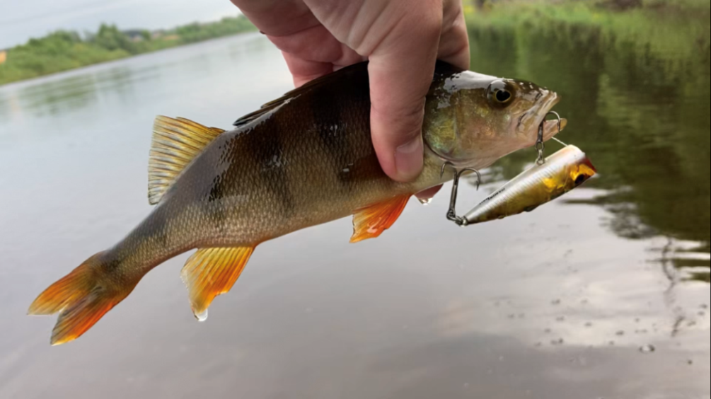 В мае на поппер клюнул окунь
