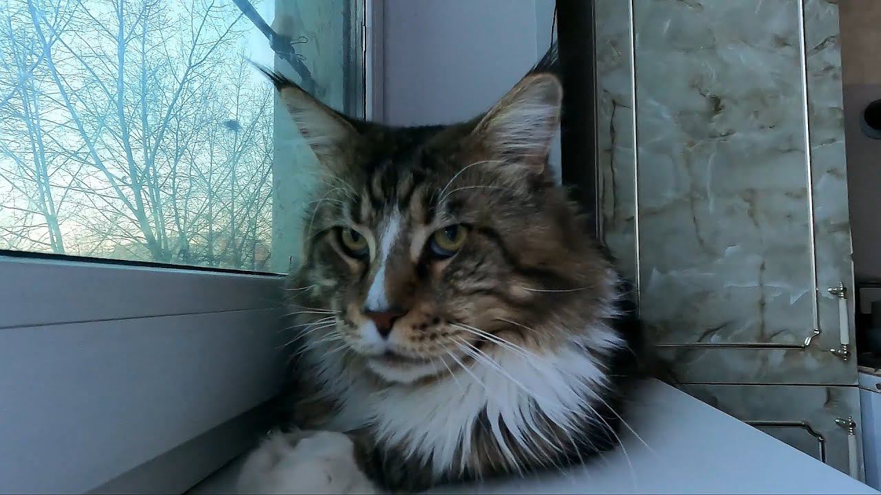 Наблюдатель