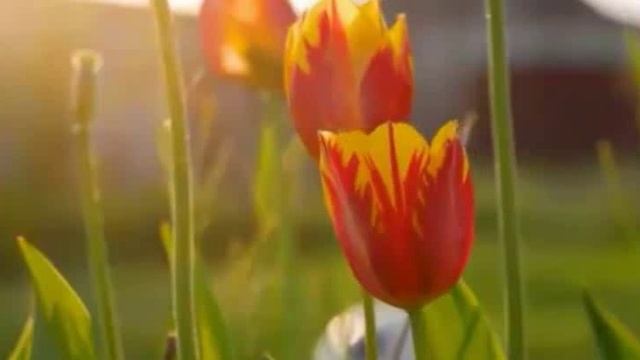 Сборник песен о любви ! 2024 !