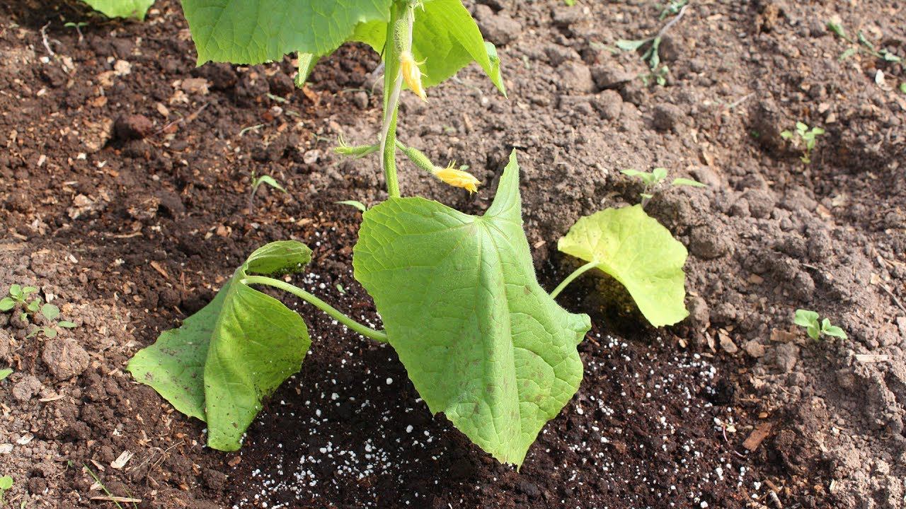 SOS! Увядают листья огурцов  Как спасти растения