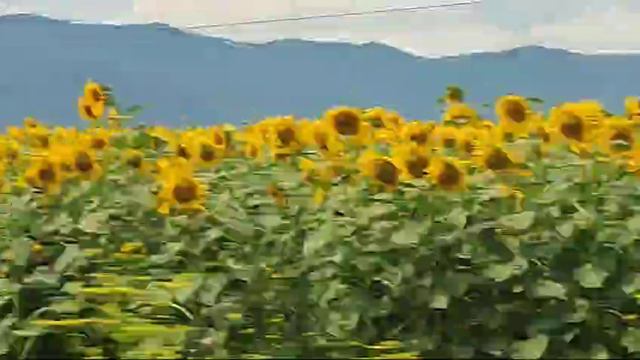 Дорога в Искру Алтайского края