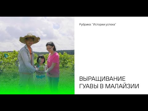 История Бизнеса по выращиванию Гуавы/Полезные свойства Гуавы/Фрукт Гуава