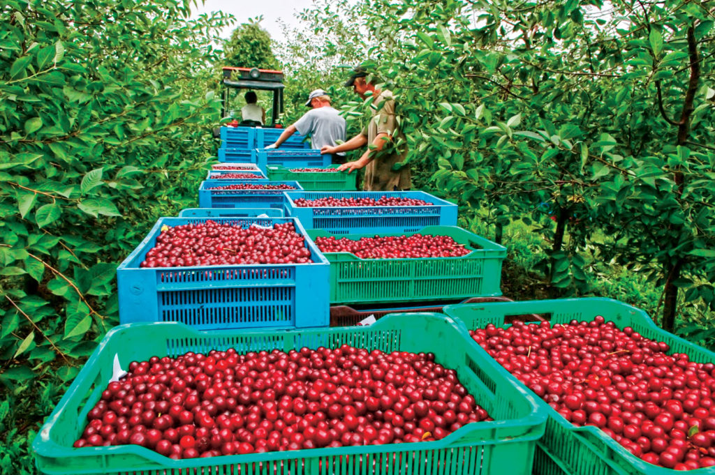 Черешня растет очень близко  #garden #farm