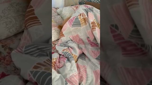 Вставай!!!!! В школу опоздаешь.