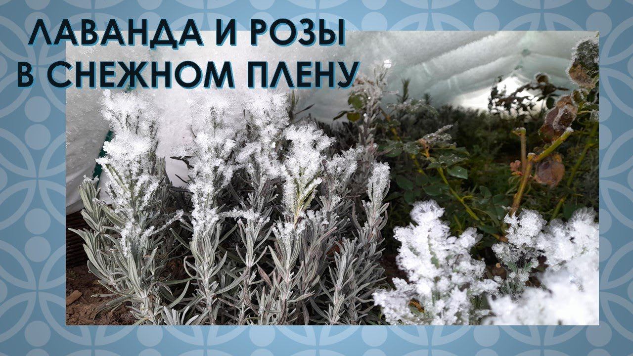 Лаванда и розы в снежном плену