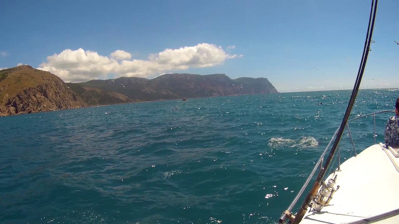 Балаклава | Чёрное море | Дельфины