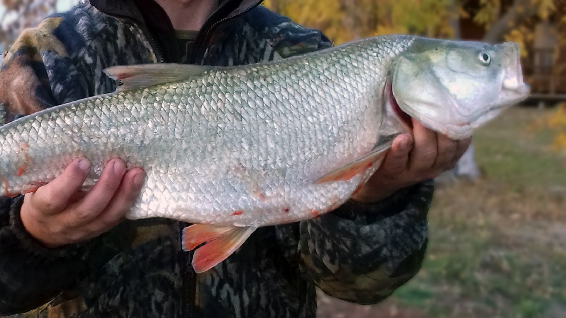Воблеры убийцы жереха!