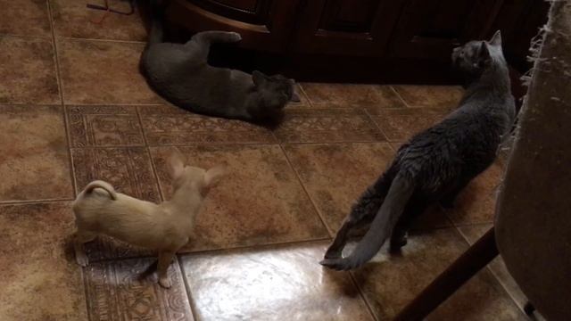 Каришка, Соня и Цезарь тусуются на кухне